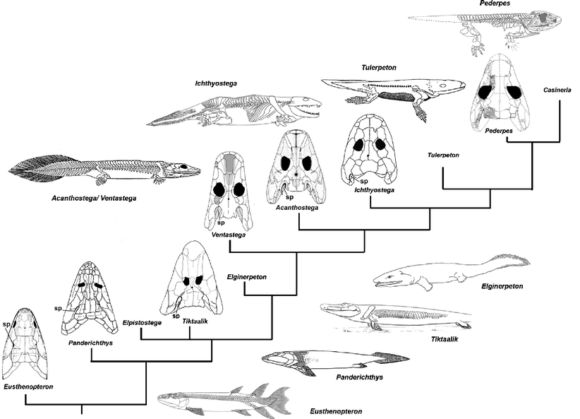 The Fish–Tetrapod Transition: New Fossils and Interpretations ...