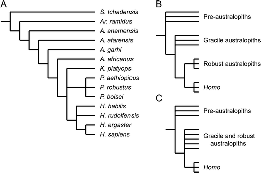 The Evolutionary History of the Australopiths | SpringerLink