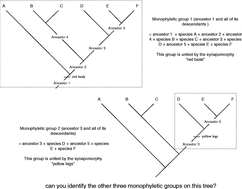 How to Read a Phylogenetic Tree | SpringerLink