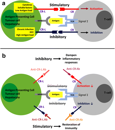Immune checkpoint receptors: homeostatic regulators of immunity ...