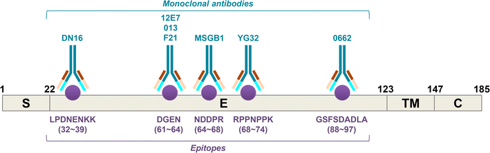 CD99 at the crossroads of physiology and pathology | SpringerLink