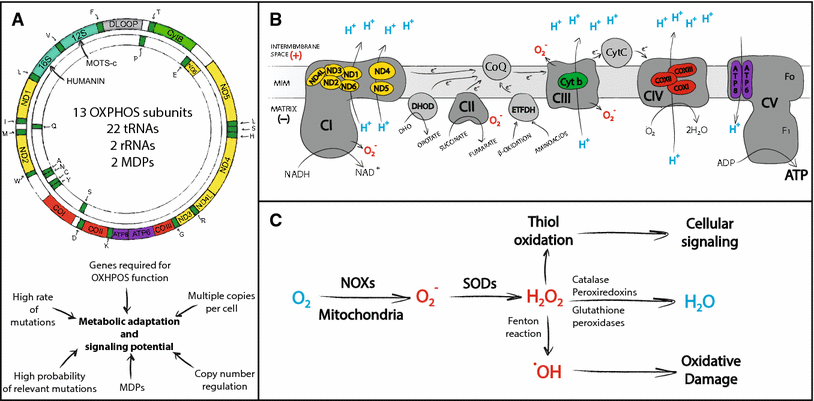 Spotlight on the relevance of mtDNA in cancer | SpringerLink