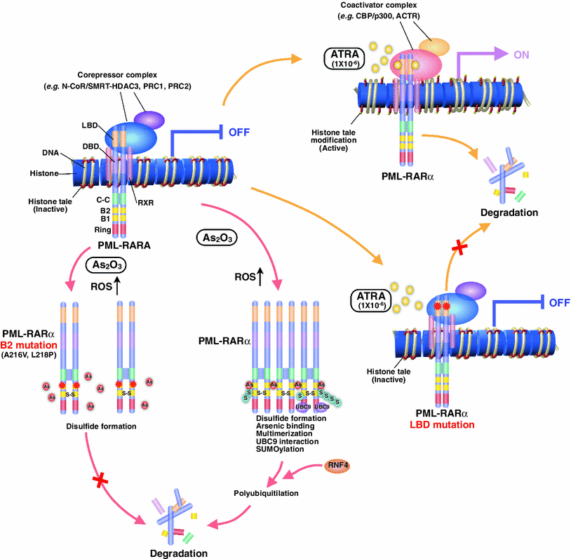 Mechanisms of action and resistance to all- trans retinoic acid (ATRA ...