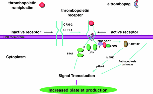 The biology of thrombopoietin and thrombopoietin receptor agonists ...