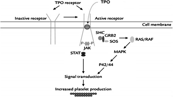 The pharmacology and clinical application of thrombopoietin receptor ...