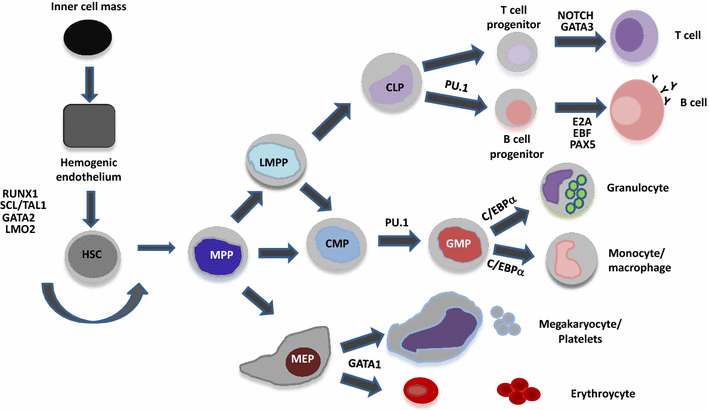 The RUNX1–PU.1 axis in the control of hematopoiesis | SpringerLink
