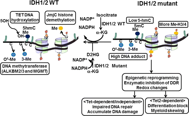 Roles of IDH1/2 and TET2 mutations in myeloid disorders | SpringerLink