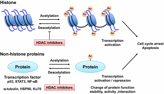 Histone deacetylase inhibitors in multiple myeloma: from bench to ...