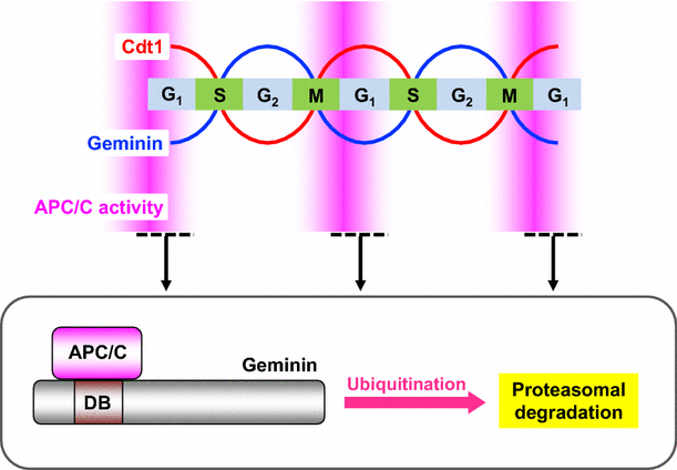 Role of Geminin in cell fate determination of hematopoietic stem cells ...