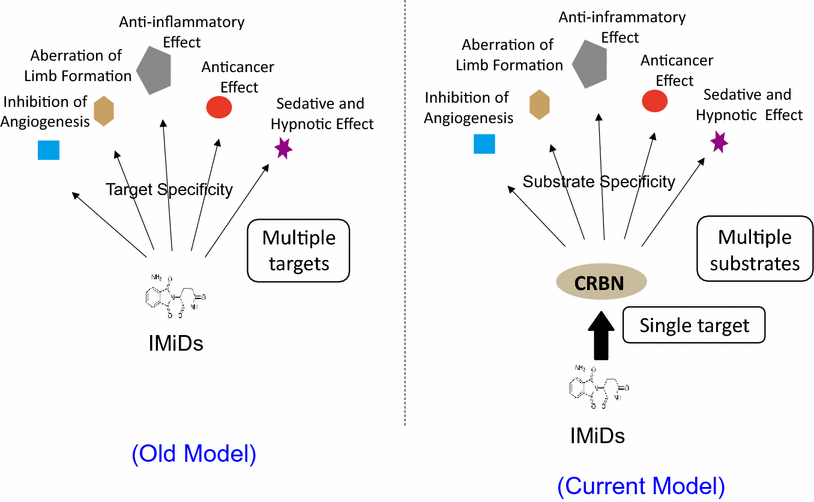 Cereblon and its downstream substrates as molecular targets of ...