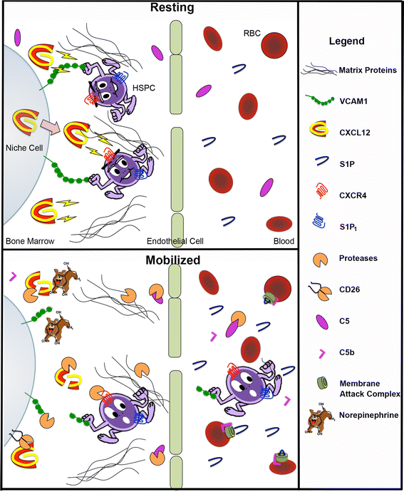 Extracellular molecules in hematopoietic stem cell mobilisation ...