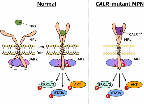 Somatic mutations of calreticulin in myeloproliferative neoplasms ...