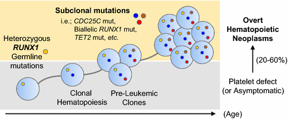 Myeloid neoplasms with germ line RUNX1 mutation | SpringerLink