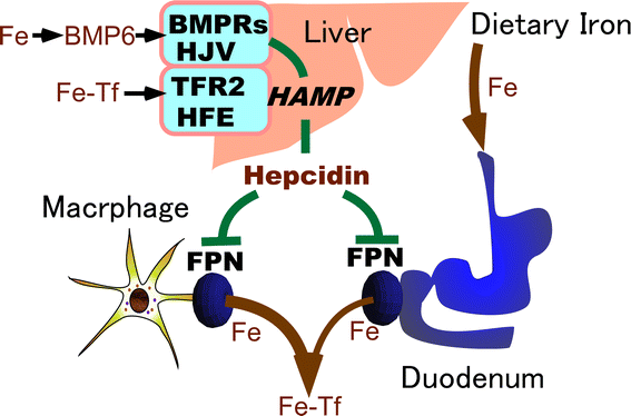 The mechanisms of systemic iron homeostasis and etiology, diagnosis ...