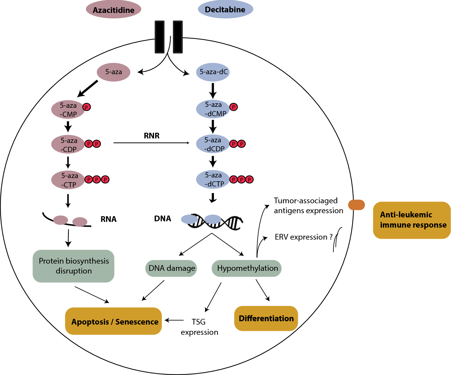 Clinical update on hypomethylating agents | SpringerLink