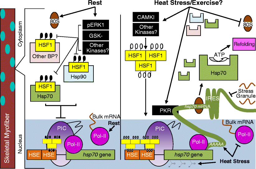 Regulation of survival gene hsp70 | SpringerLink