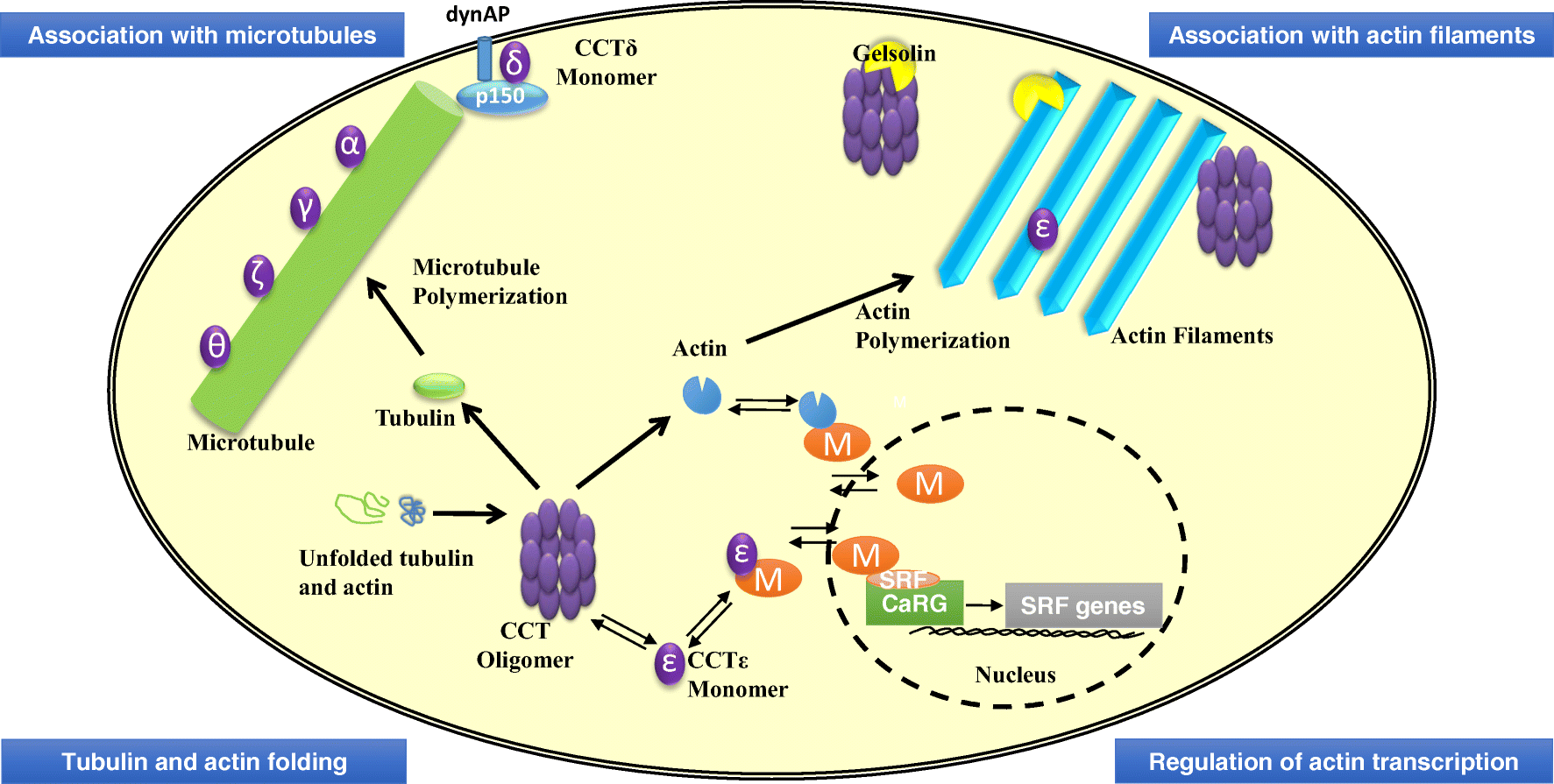 The role of the molecular chaperone CCT in protein folding and ...
