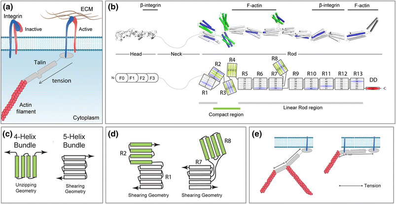 Talin Dependent Mechanosensitivity of Cell Focal Adhesions | SpringerLink