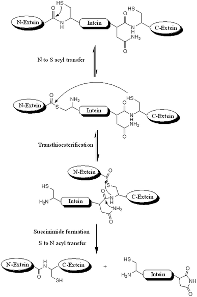 Progress in Chemical Synthesis of Peptides and Proteins | SpringerLink
