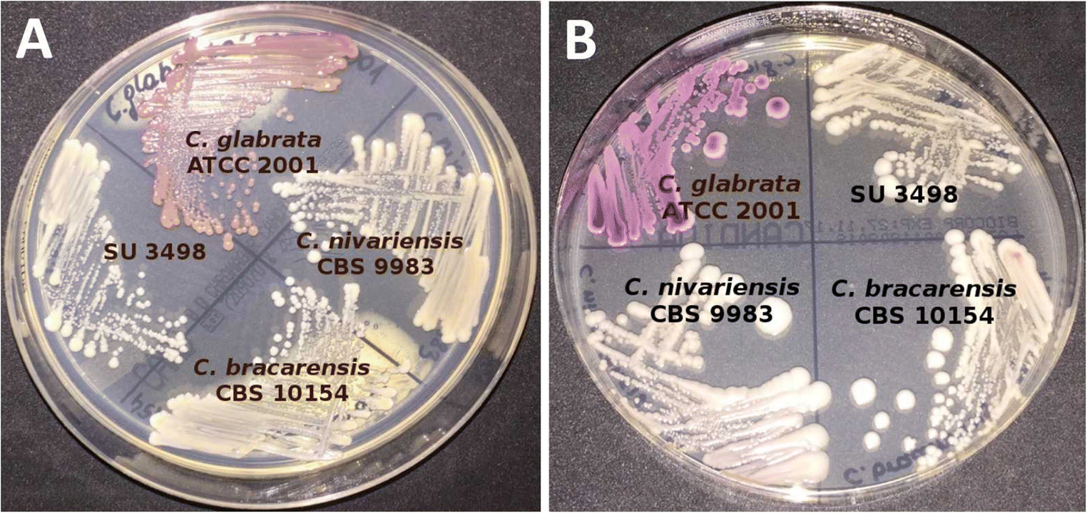 Prevalence of human pathogens of the clade Nakaseomyces in a culture ...