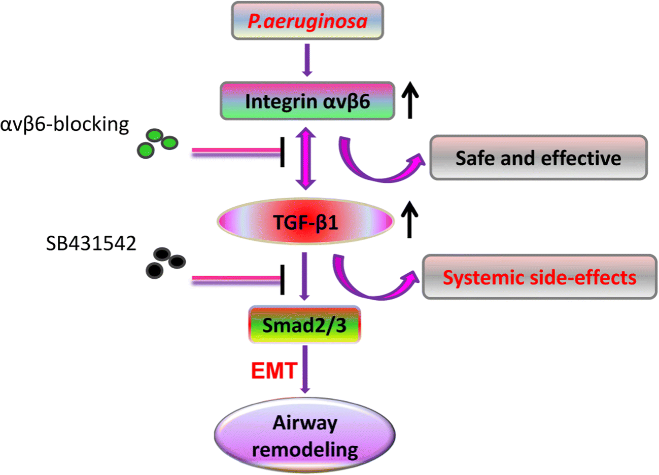 Integrin αvβ6 mediates epithelial-mesenchymal transition in human ...