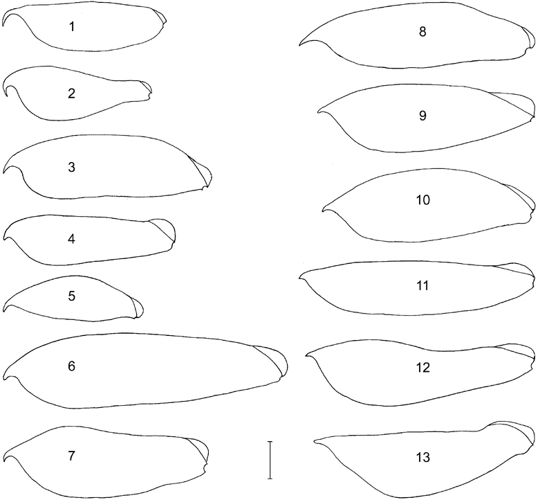 A revision of Cenostigma (Leguminosae – Caesalpinioideae ...