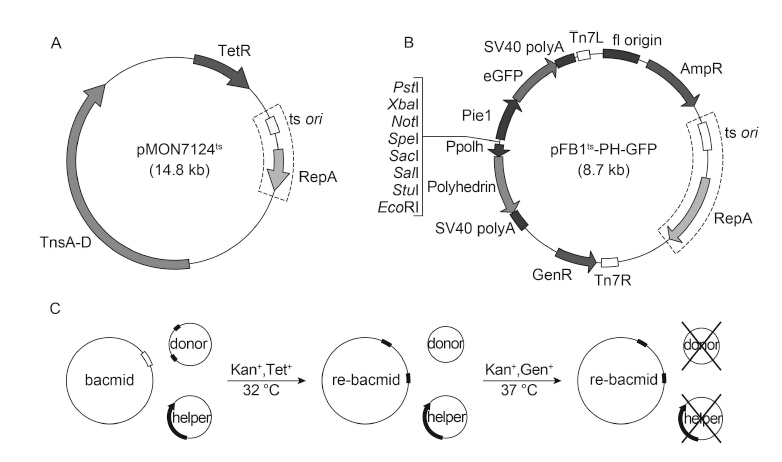 Introduction of temperature-sensitive helper and donor plasmids into ...