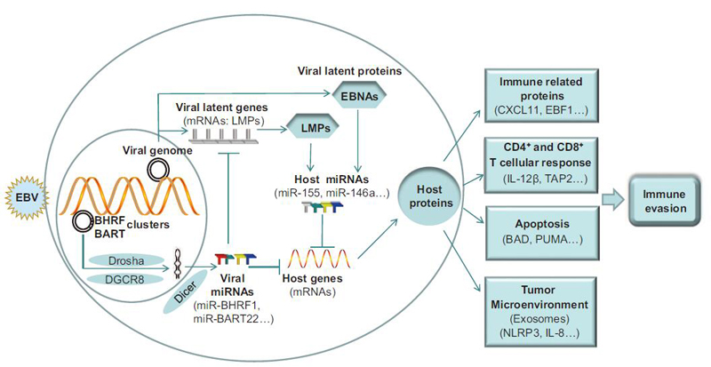 An update: Epstein-Barr virus and immune evasion via microRNA ...