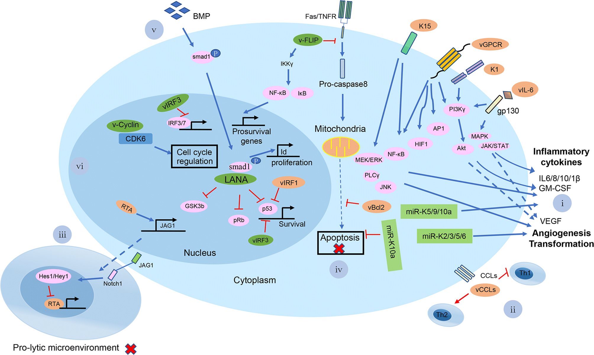 Towards Better Understanding of KSHV Life Cycle: from Transcription and Posttranscriptional ...