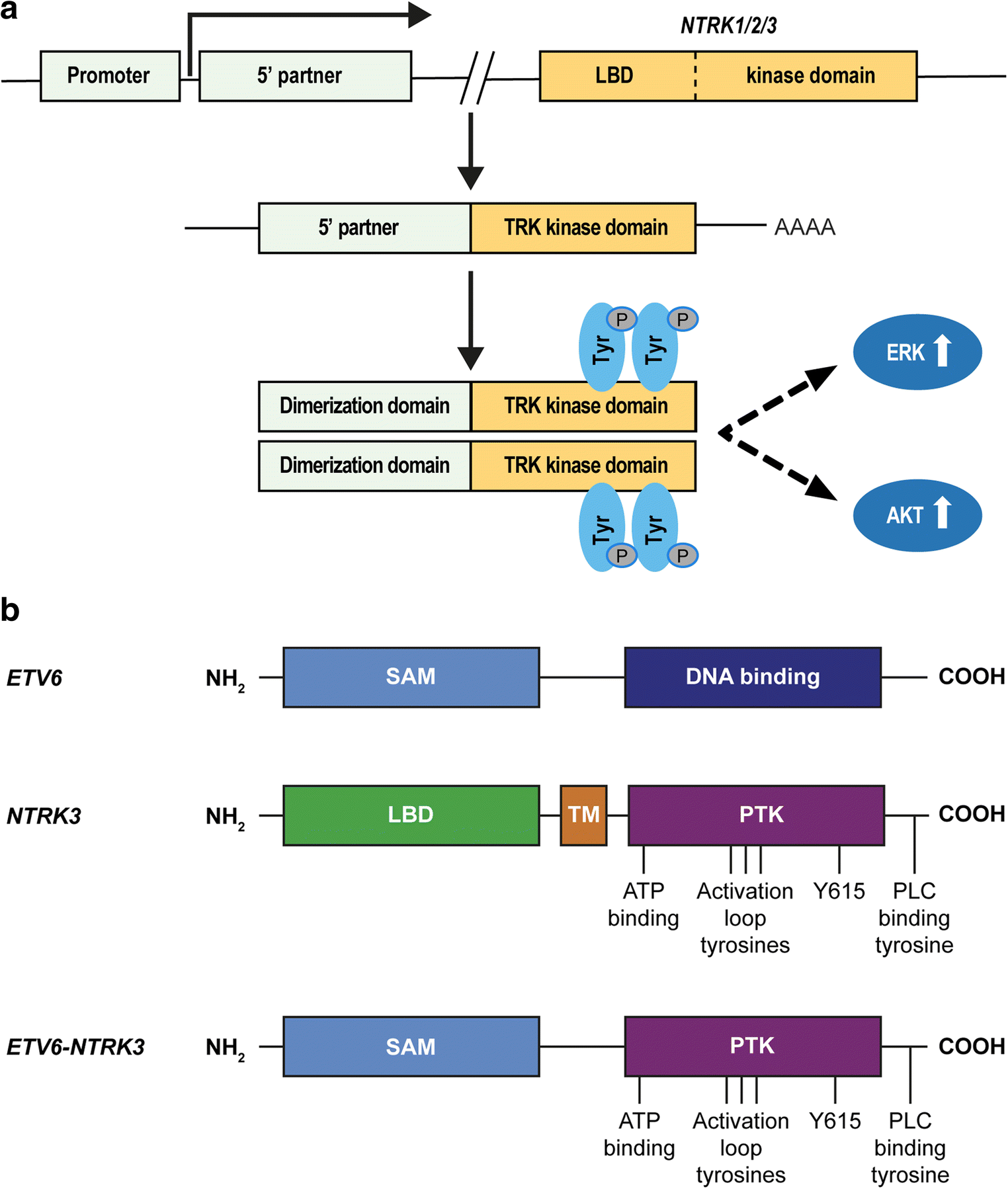 Methods for Identifying Patients with Tropomyosin Receptor Kinase (TRK ...