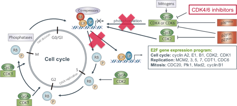 CDK4/6 inhibition in luminal breast cancer | SpringerLink