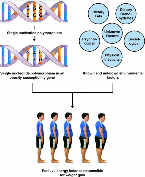 The genetics of childhood obesity and interaction with dietary ...