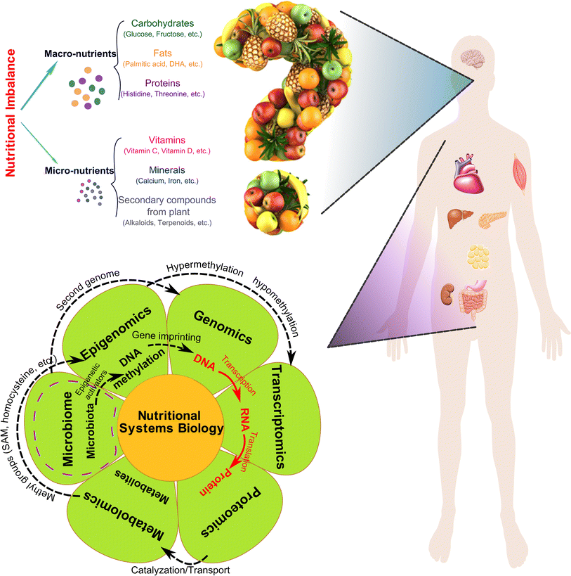 Nutritional systems biology of type 2 diabetes | SpringerLink