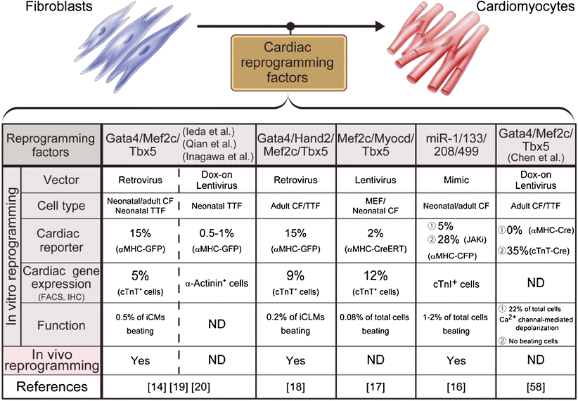 Direct Reprogramming of Mouse Fibroblasts into Cardiac Myocytes ...