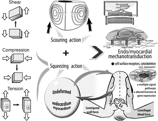 Mechanotransduction Mechanisms for Intraventricular Diastolic Vortex ...