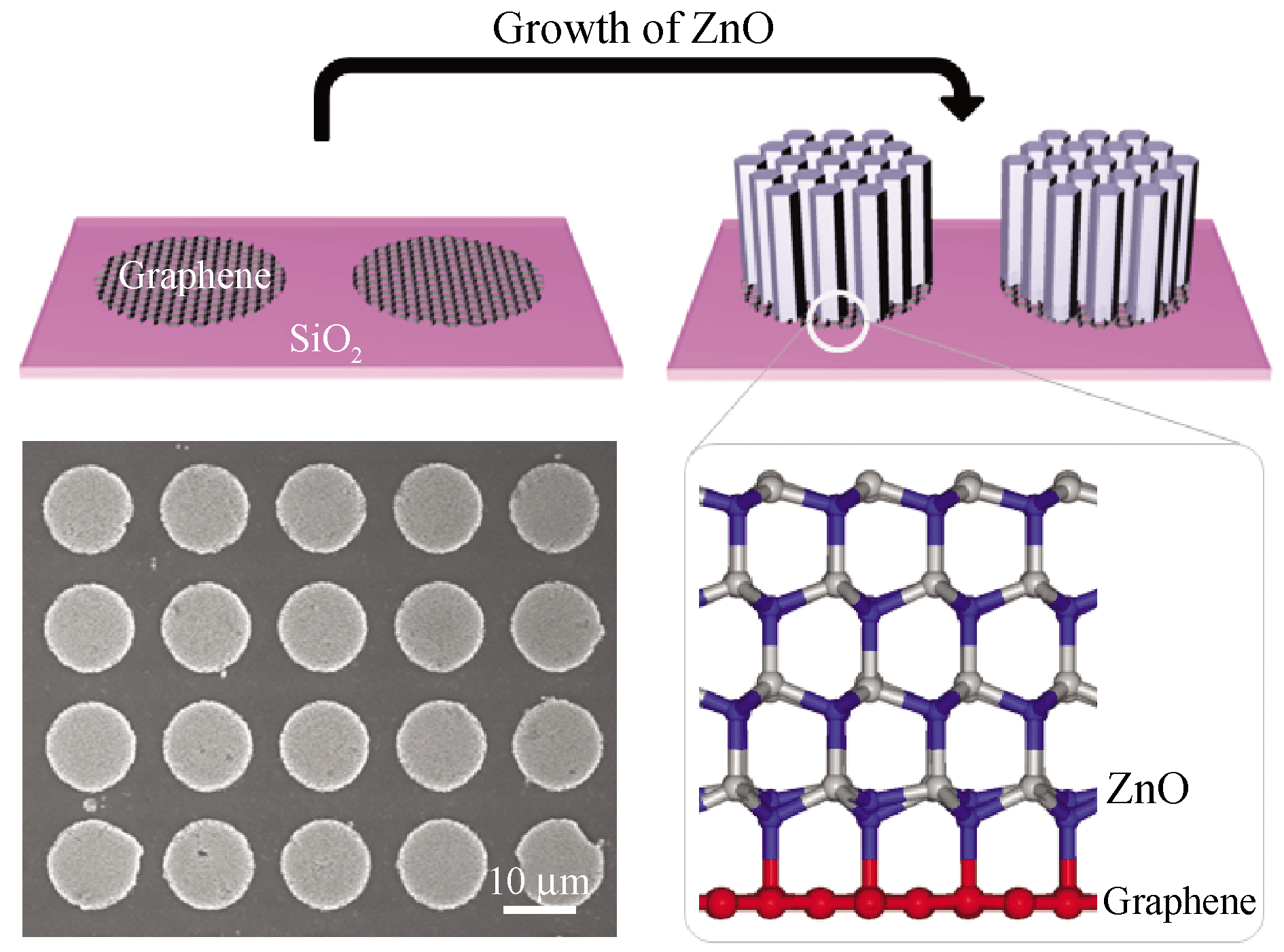 Selective growth of ZnO nanorods on SiO2/Si substrates using a graphene ...