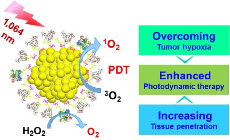 NIR-II light activated photodynamic therapy with protein-capped gold ...