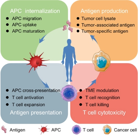 Polymer nanoparticles as adjuvants in cancer immunotherapy | SpringerLink