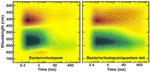 Tunable photocycle kinetics of a hybrid bacteriorhodopsin/quantum dot ...