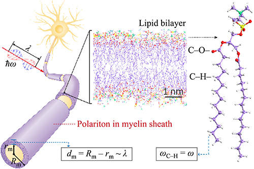 Cell vibron polariton resonantly self-confined in the myelin sheath of ...