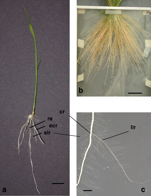 Molecular Genetics of Rice Root Development | SpringerLink