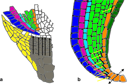 Molecular Genetics of Rice Root Development | SpringerLink