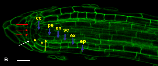 Molecular Genetics of Rice Root Development | SpringerLink