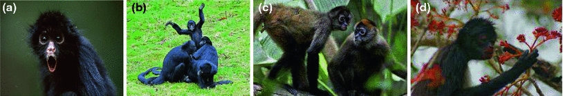 Spider Monkey Optimization algorithm for numerical optimization | SpringerLink