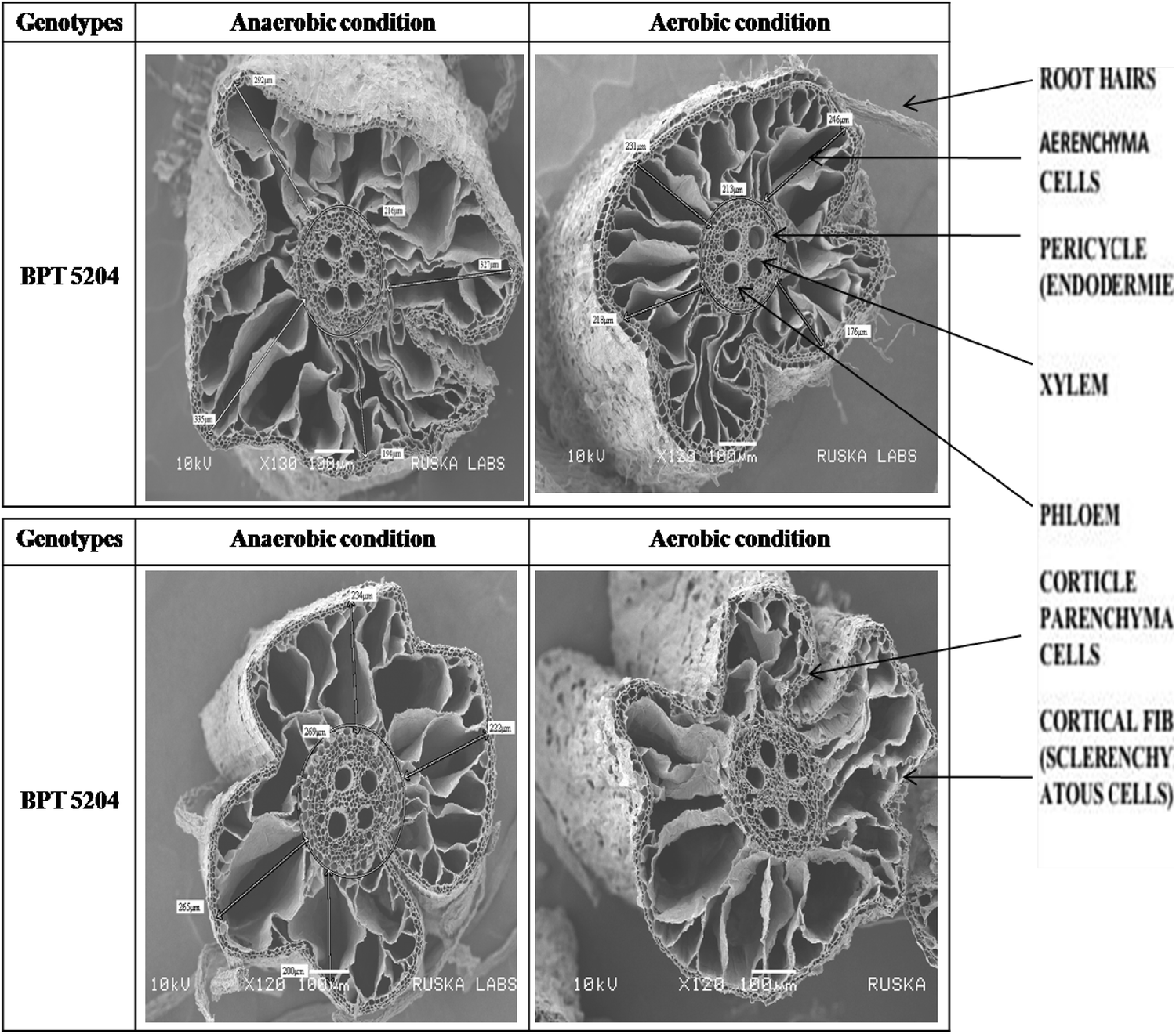 Studies on root anatomy, morphology and physiology of rice grown under ...
