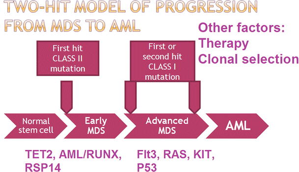 The AML–MDS interface—leukemic transformation in myelodysplastic syndromes | SpringerLink