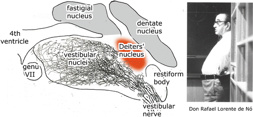 Deiters’ Nucleus. Its Role in Cerebellar Ideogenesis | SpringerLink