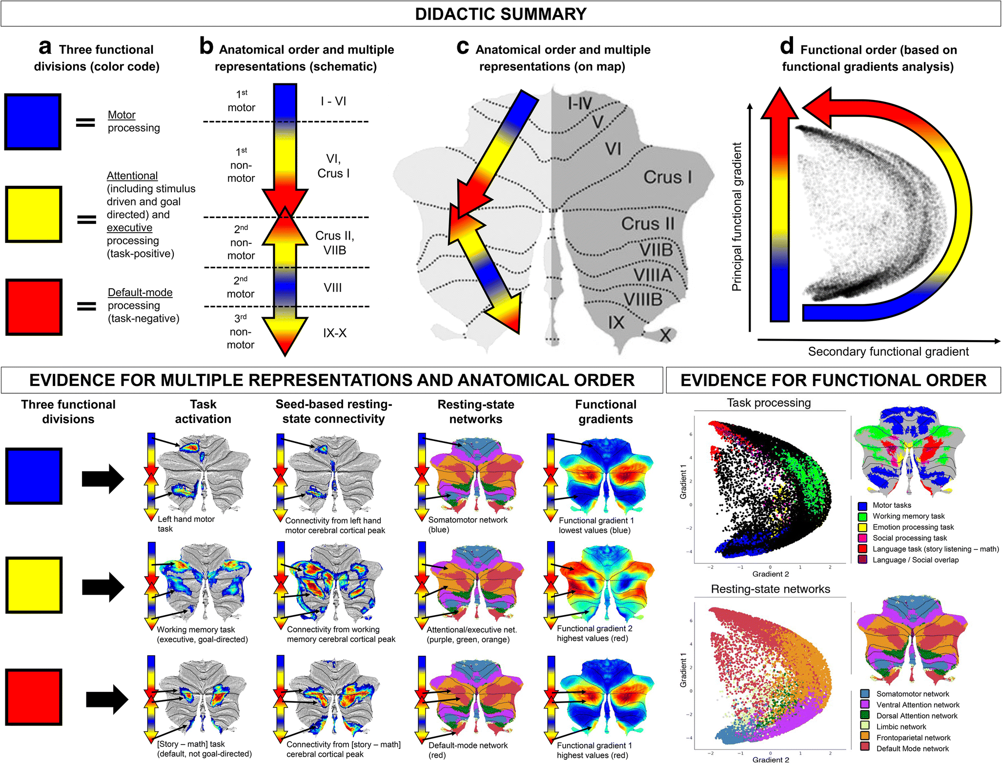 Cerebellar Functional Anatomy: a Didactic Summary Based on Human fMRI ...