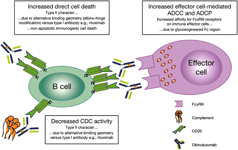 A Review of Obinutuzumab (GA101), a Novel Type II Anti-CD20 Monoclonal ...