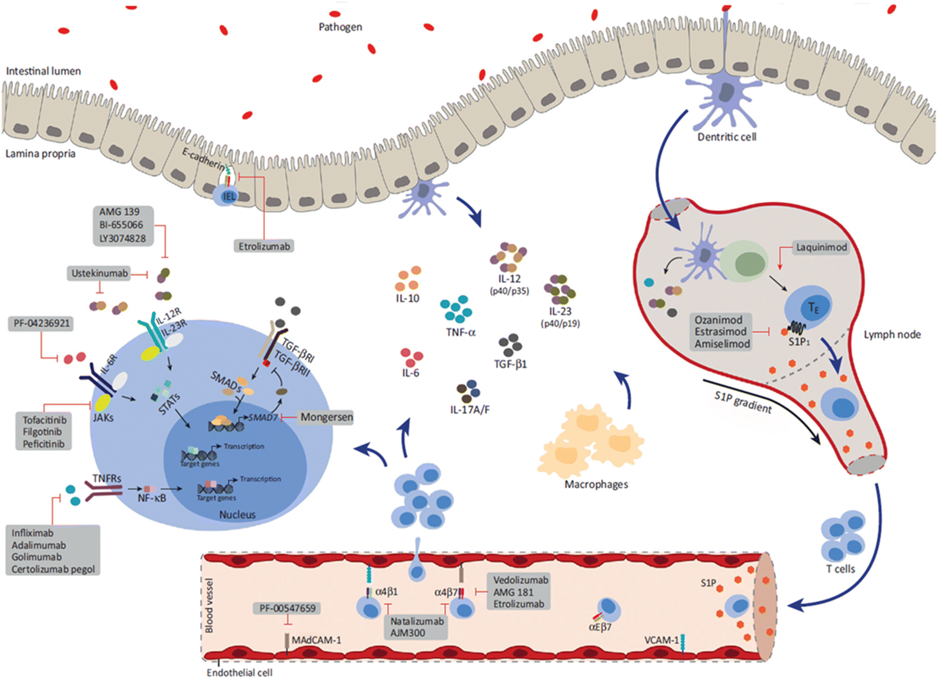 Emerging Therapies for Inflammatory Bowel Disease | SpringerLink